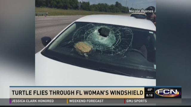 Turtle Crashes Through Womans Windshield On Florida Interstate